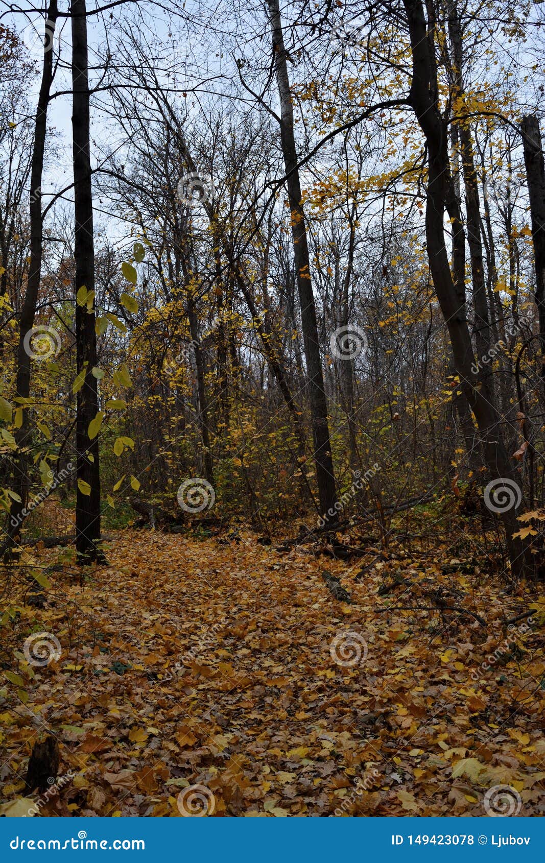 Autumn Forest. Path of Fallen Leaves. October Day Stock Photo - Image ...