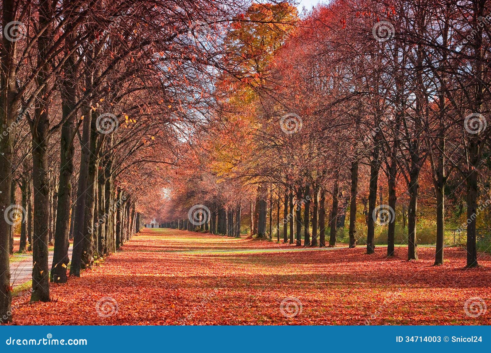 Autumn forest path stock image. Image of fall, tall, rays - 34714003