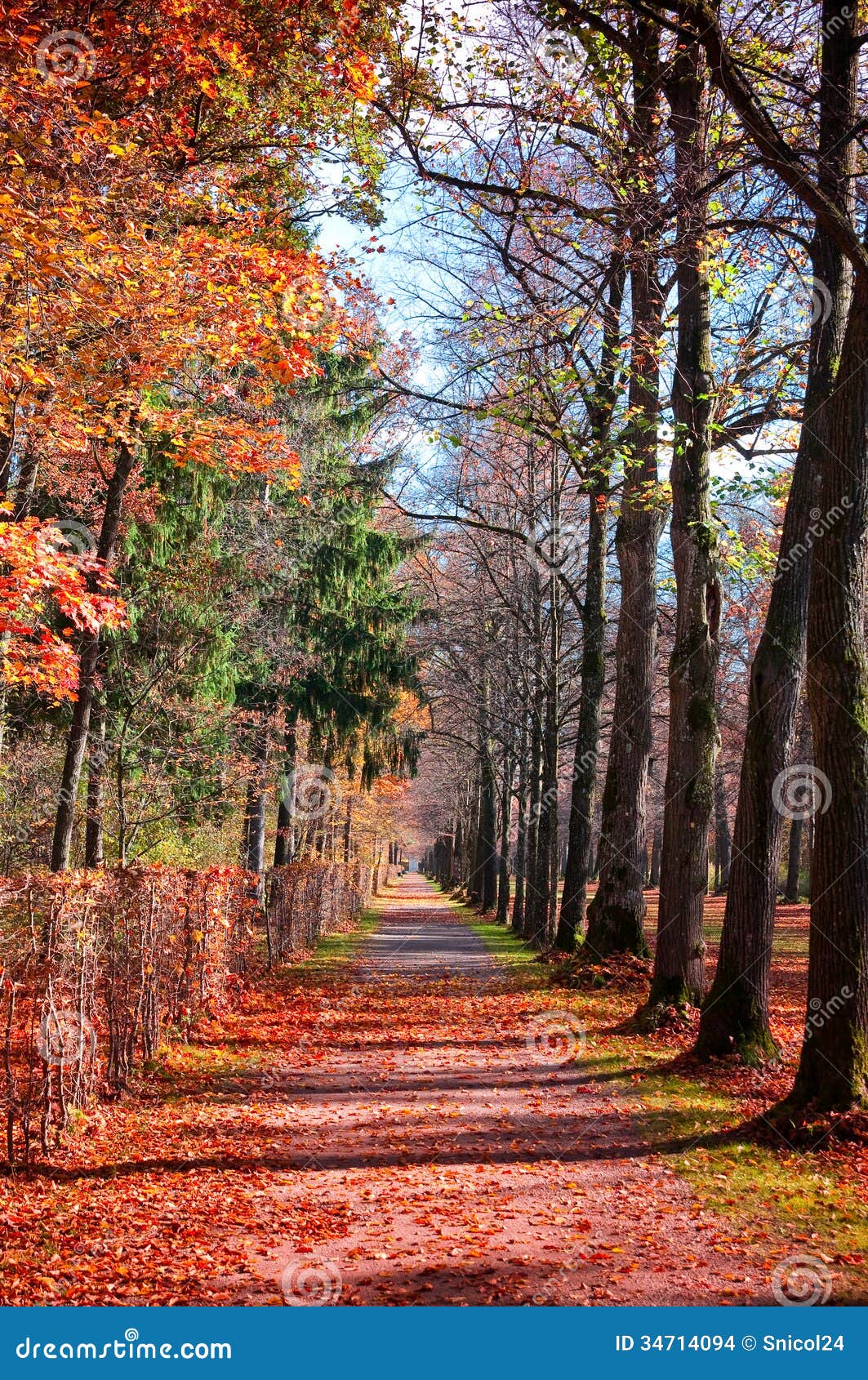 Autumn forest path stock photo. Image of rays, hiking - 34714094