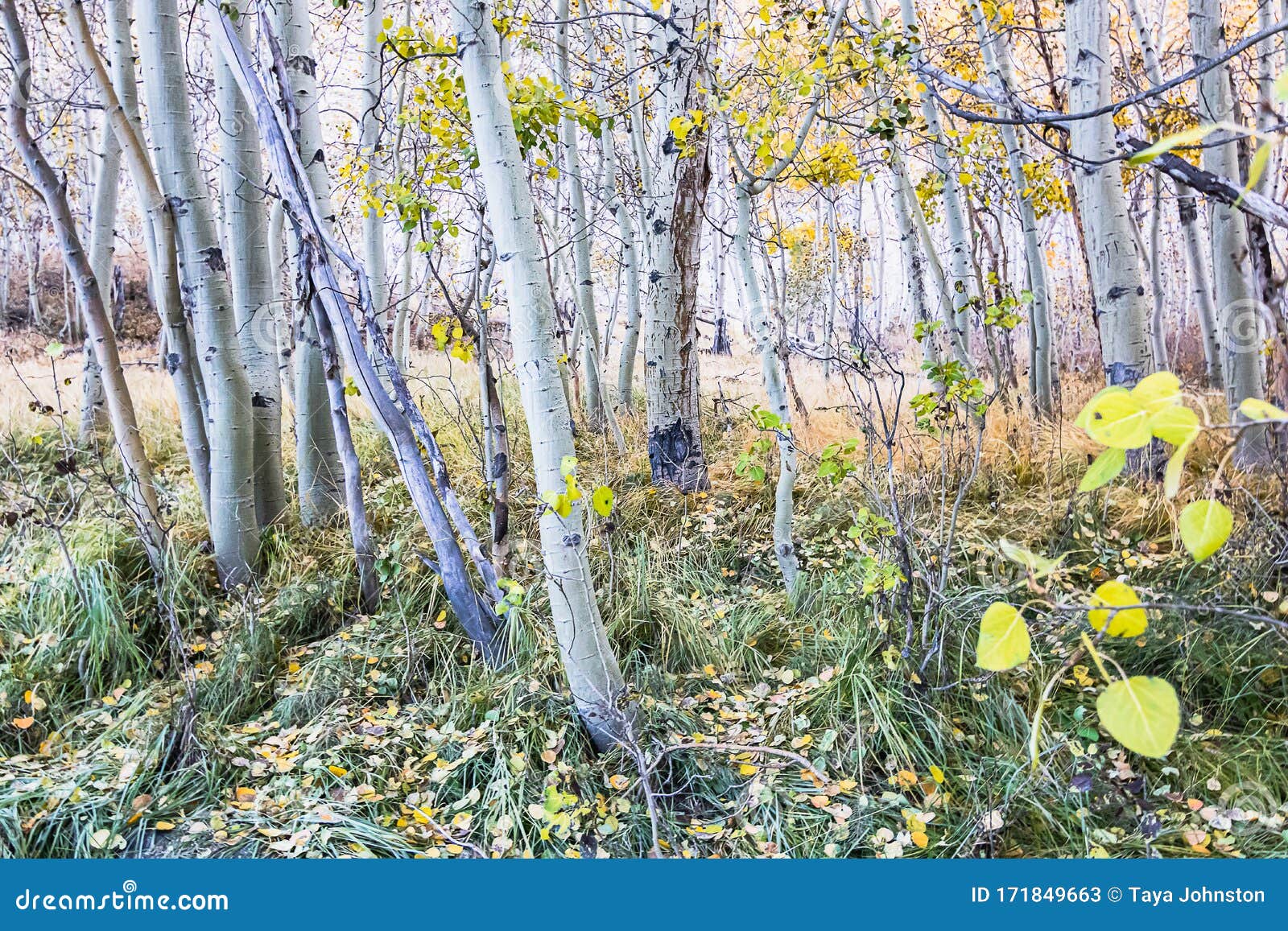 Autumn Forest Path Lined with Grass Scattered Aspen Leaves Stock Image ...
