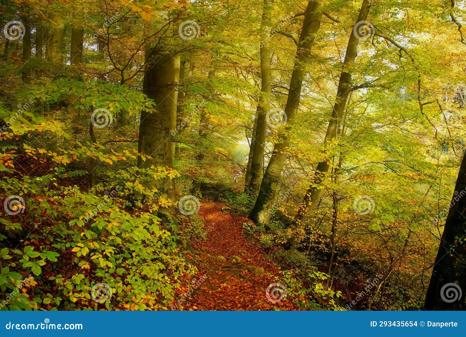 Autumn forest path stock photo. Image of leaf, autumn - 293435654