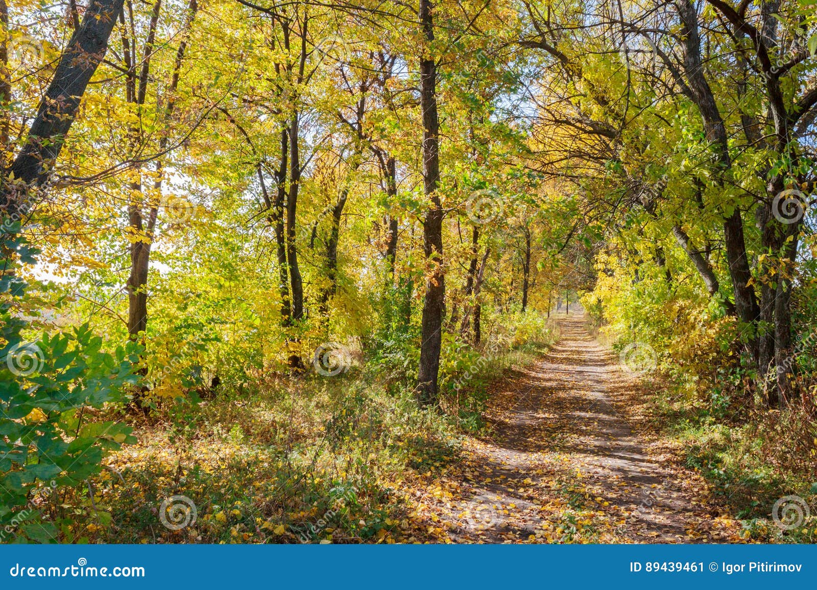 Autumn forest path stock image. Image of scenics, colorful - 89439461