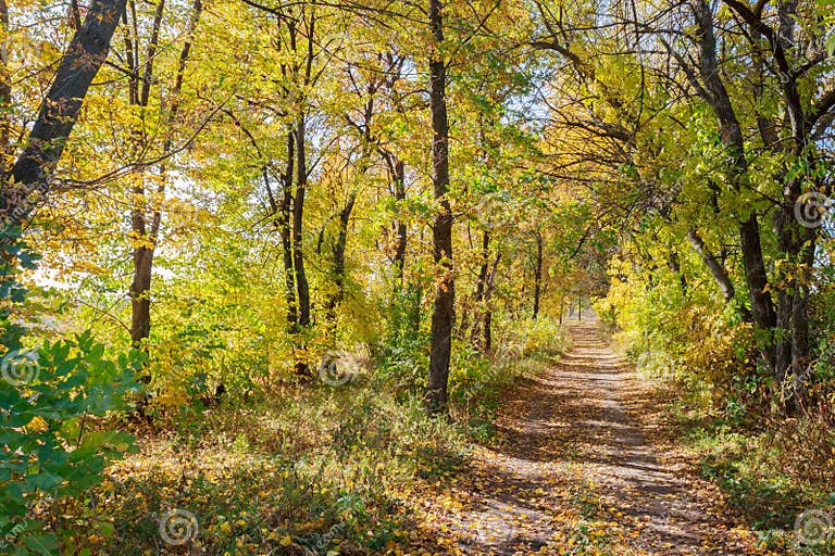 Autumn forest path stock image. Image of scenics, colorful - 89439461