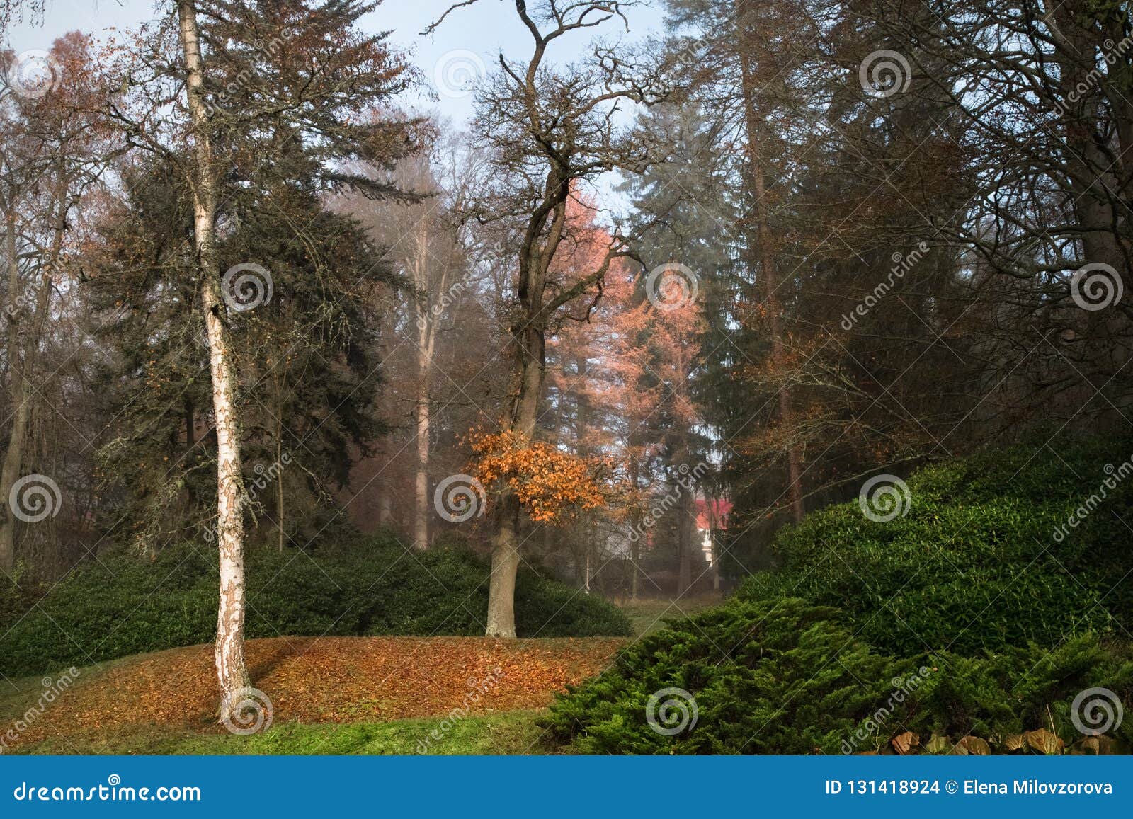 Autumn Forest. Path in a Secluded Forest Stock Photo - Image of birch ...