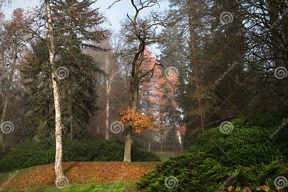 Autumn Forest. Path in a Secluded Forest Stock Photo - Image of birch ...
