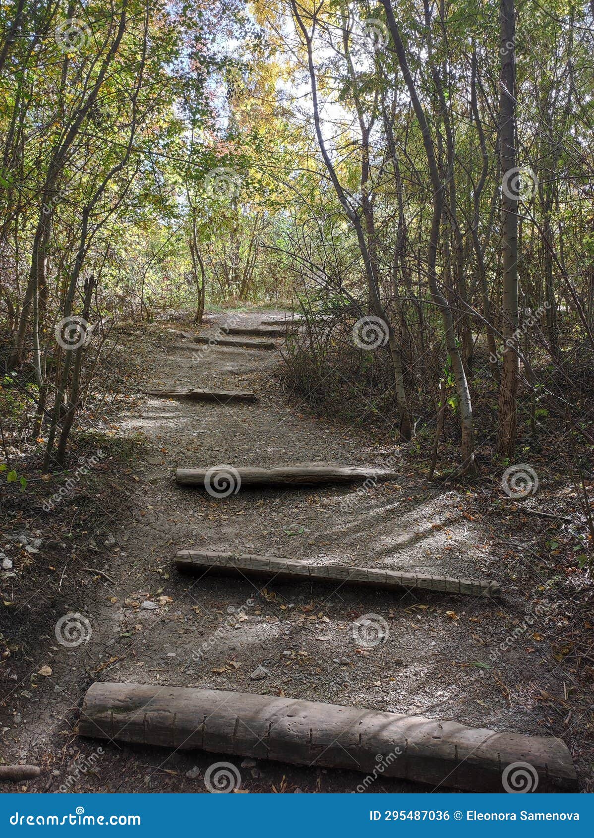 Autumn Forest with Path and Steps of Tree Stems Stock Photo - Image of ...