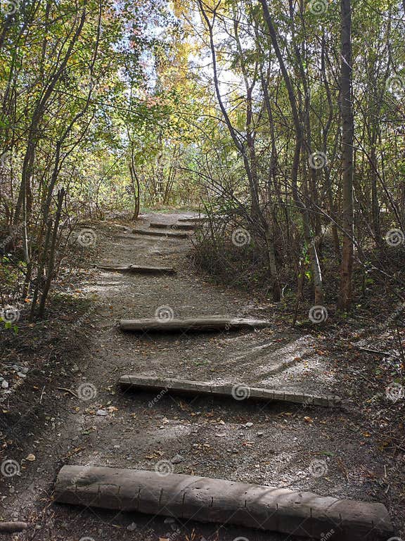 Autumn Forest with Path and Steps of Tree Stems Stock Photo - Image of ...