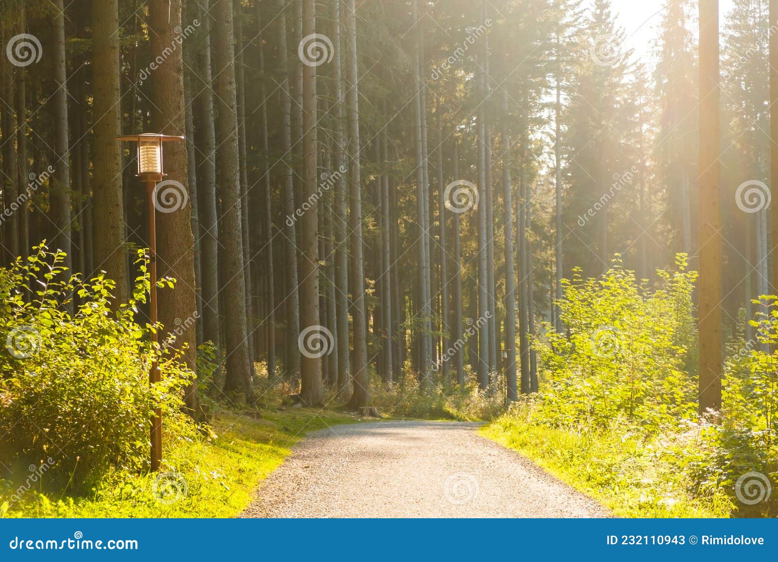 Autumn Forest Path at Sunset. Forest Hiking Trail with High Pine Trees ...