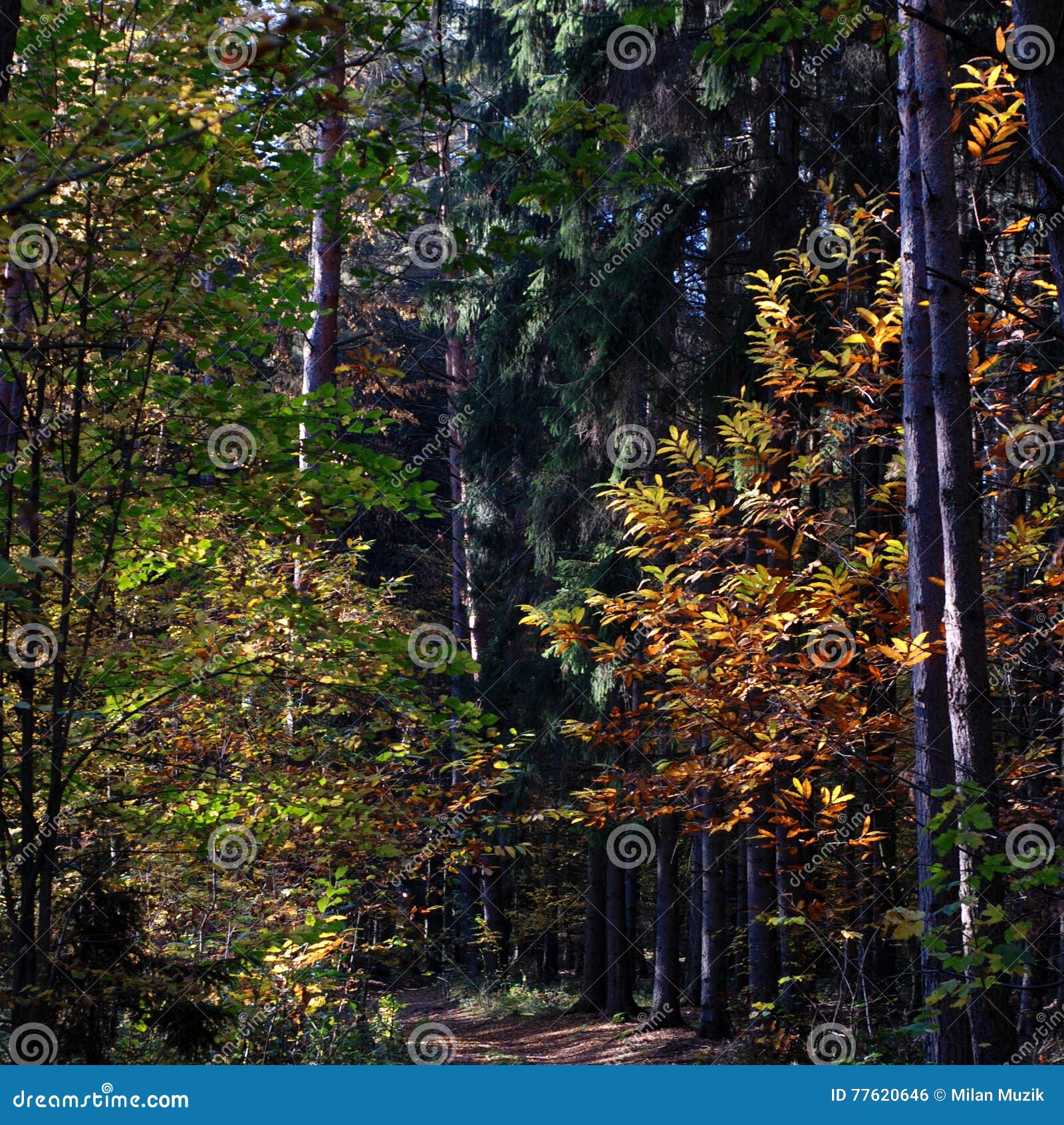 Autumn Forest Path stock photo. Image of fall, wither - 77620646