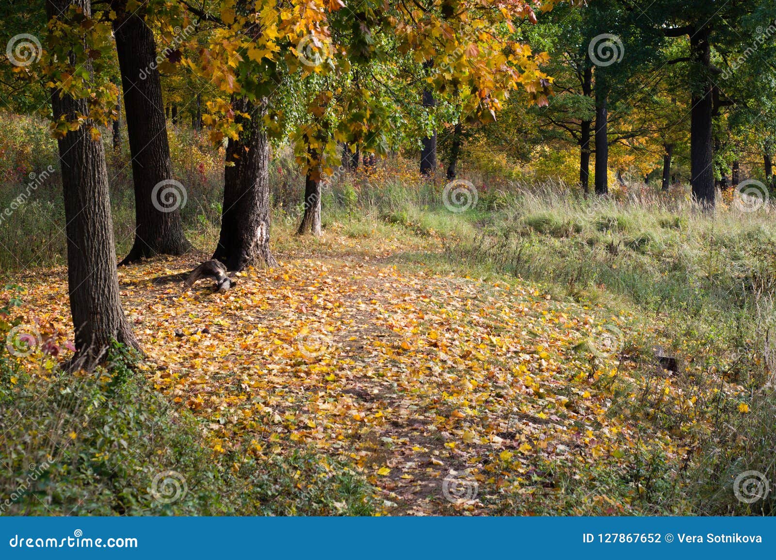 Autumn Forest. Path with Yellow Fallen Leaves Stock Photo - Image of ... Autumn Forest. Path with Yellow Fallen Leaves Stock Photo - Image of ...