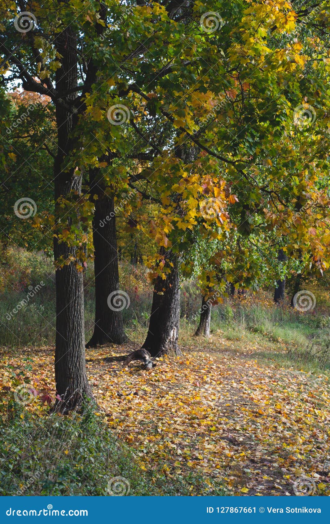 Autumn Forest. Path with Yellow Fallen Leaves Stock Image - Image of ...