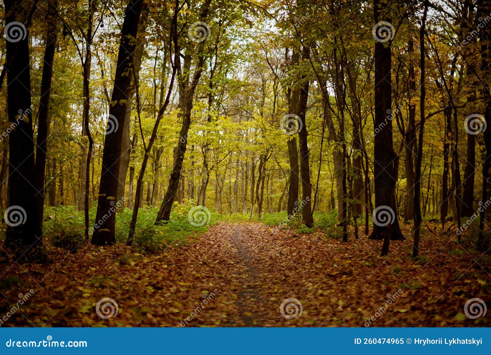 Autumn Forest, Path, Yellow Fallen Leaves Stock Image - Image of bright ...