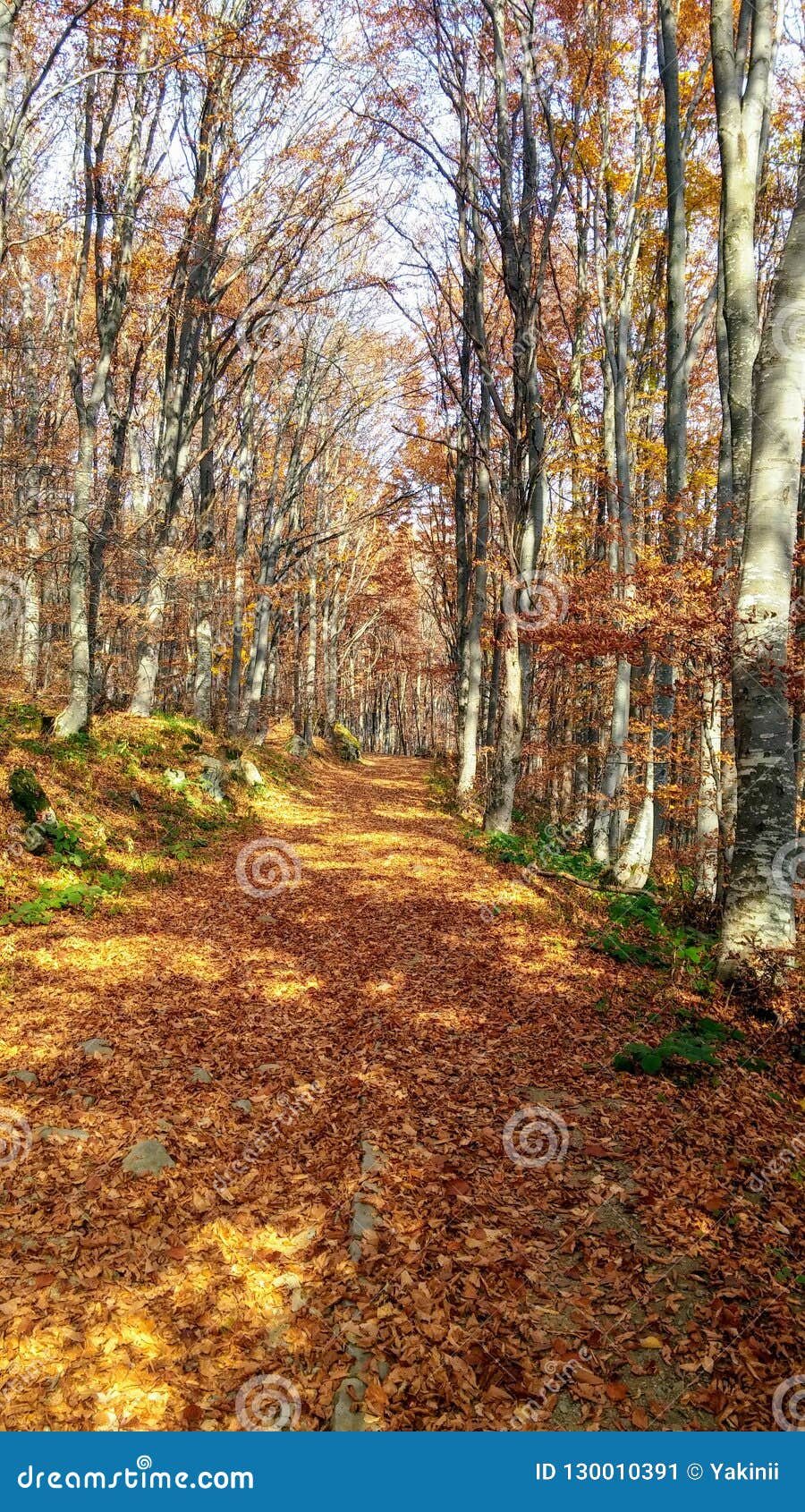 Autumn forest pathway stock image. Image of golden, colorful - 130010391