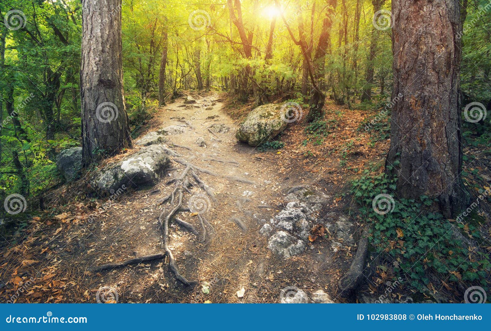 Autumn into the Forest. Pathway in Forest Stock Photo - Image of living ...