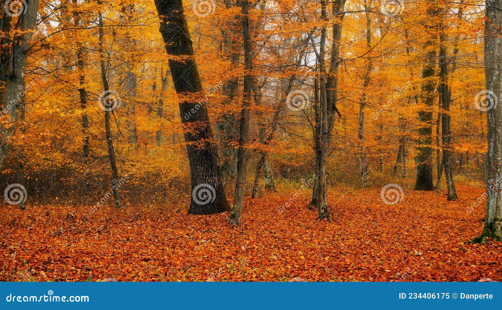 Autumn forest stock image. Image of nature, leaves, trees - 234406175
