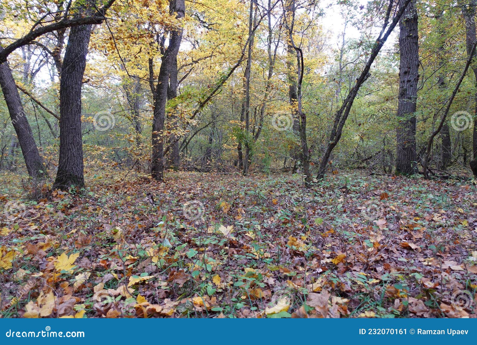 Autumn Forest Photos are Real Stock Image - Image of trail, forest ...