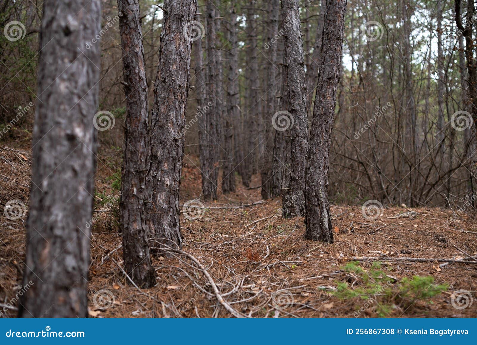 Autumn Forest of Pine Trees, Fall Leaves, Landscape Stock Photo - Image ...