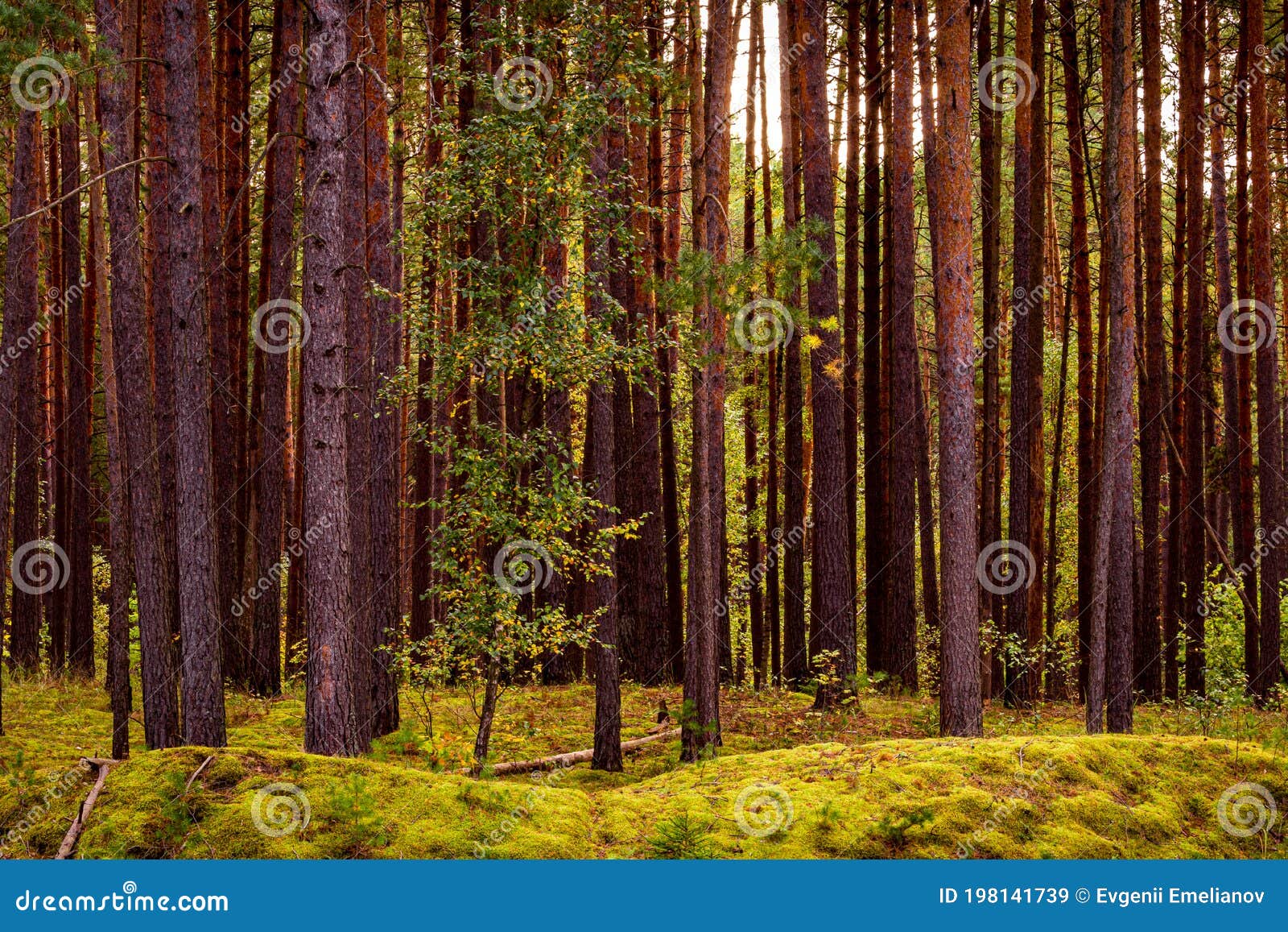 Autumn Forest with Pine Trees Standing in Rows Stock Image - Image of ...