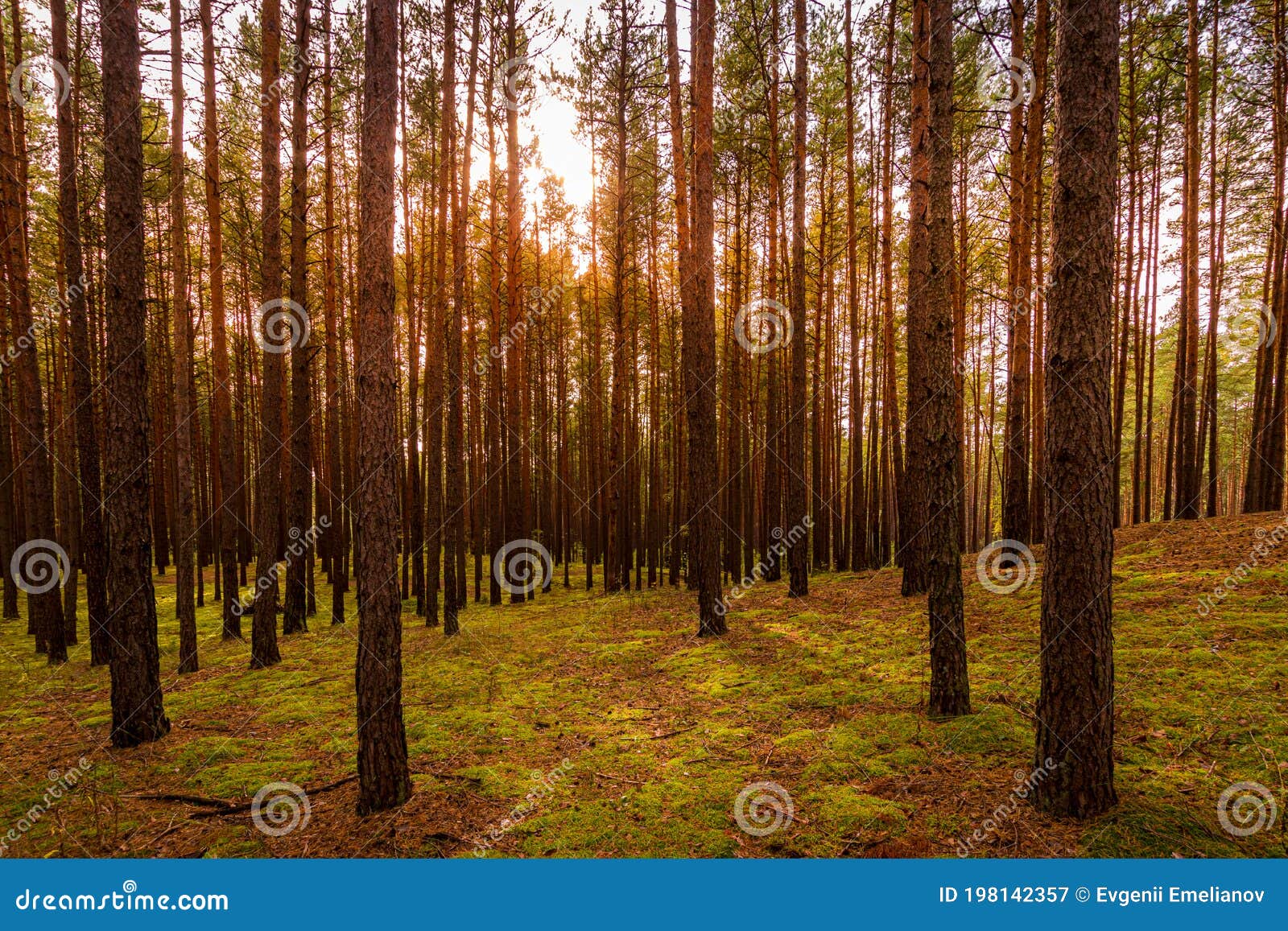 Autumn Forest with Pine Trees Standing in Rows Stock Image - Image of ...