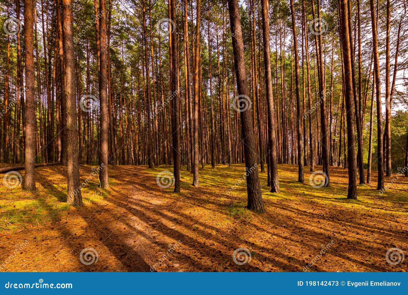 Autumn Forest with Pine Trees Standing in Rows Stock Image - Image of ...