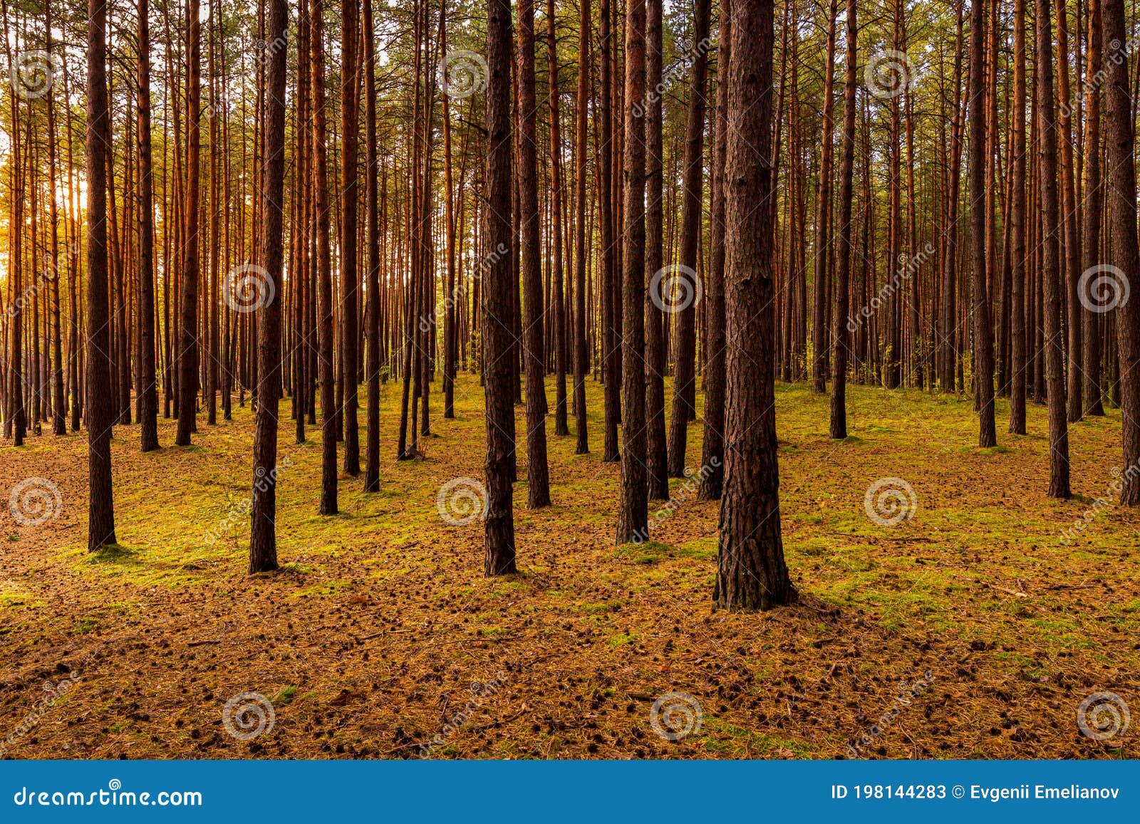 Autumn Forest with Pine Trees Standing in Rows Stock Image - Image of ...