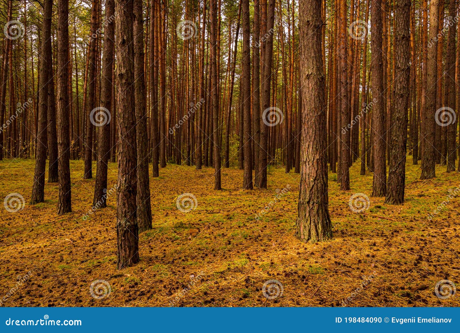 Autumn Forest with Pine Trees Standing in Rows Stock Photo - Image of ...