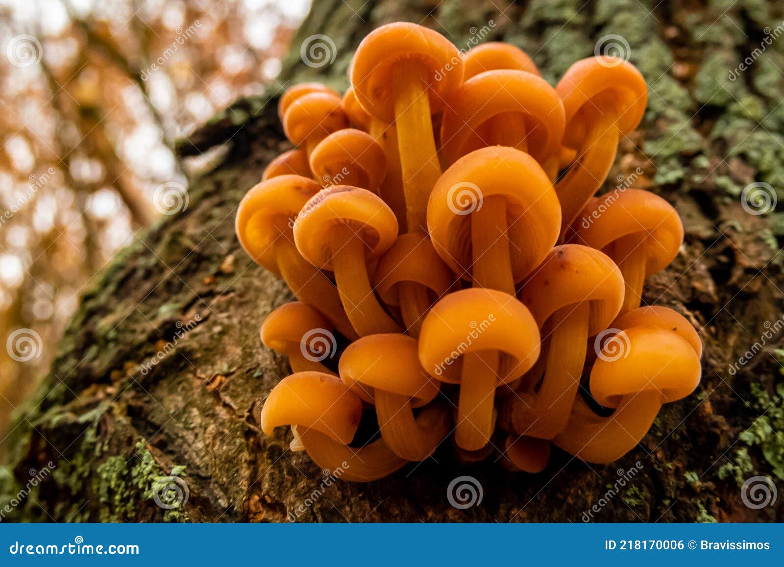 Autumn Forest Poisonous Toadstools Nature. Spotted Toadstool Stock ...