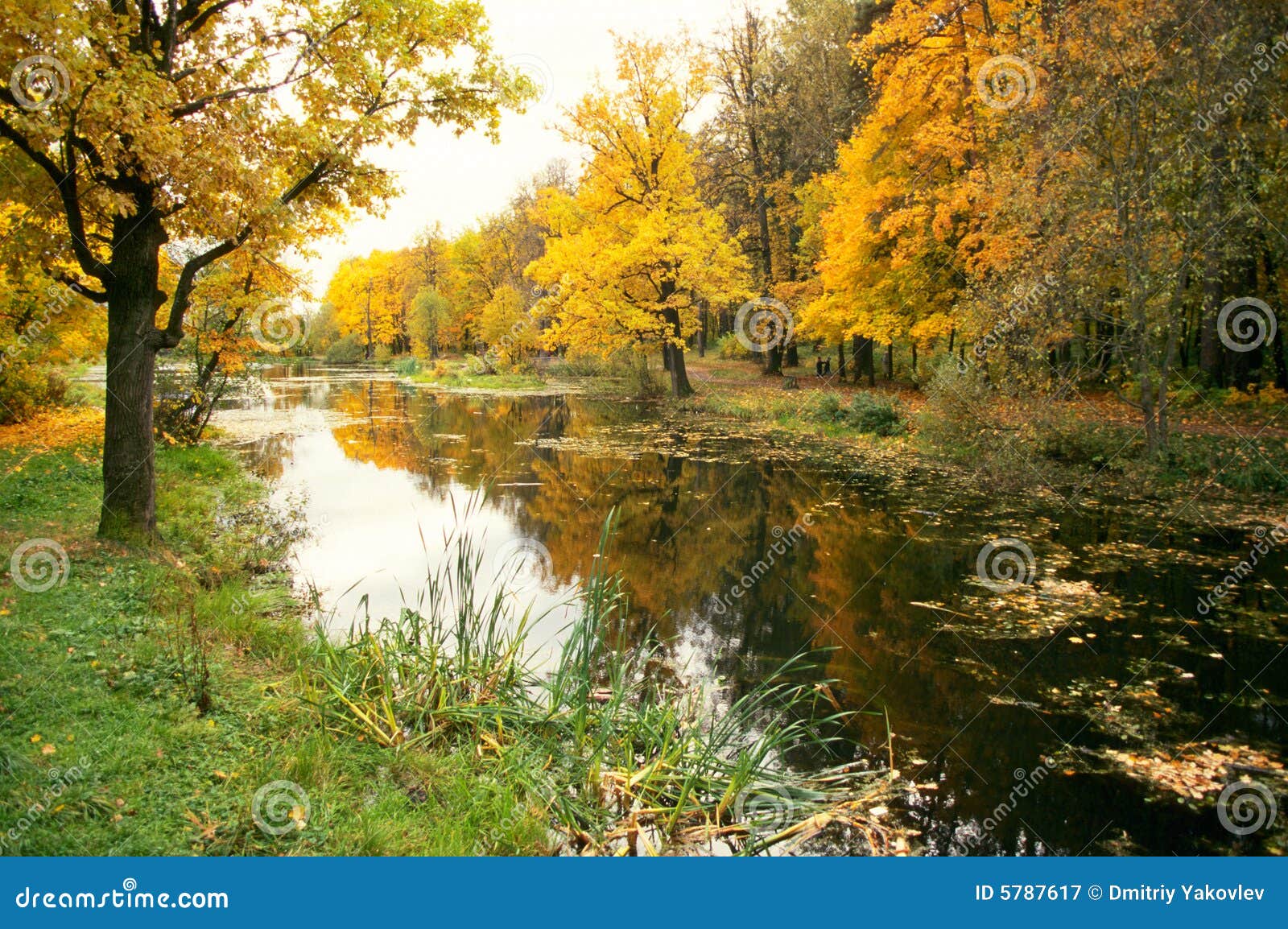 Autumn forest and the pond stock image. Image of area - 5787617