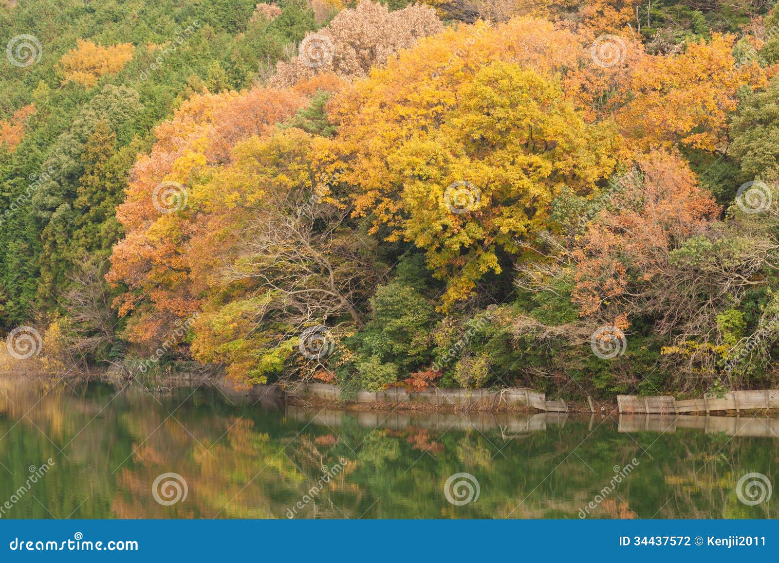 Autumn forest and pond stock photo. Image of foliage - 34437572