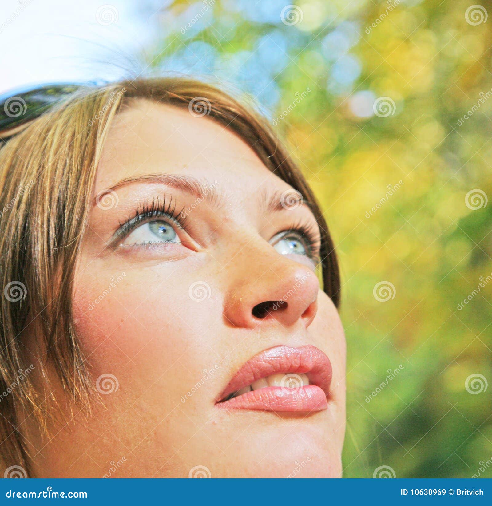 Autumn forest portrait stock image. Image of golden, fall - 10630969