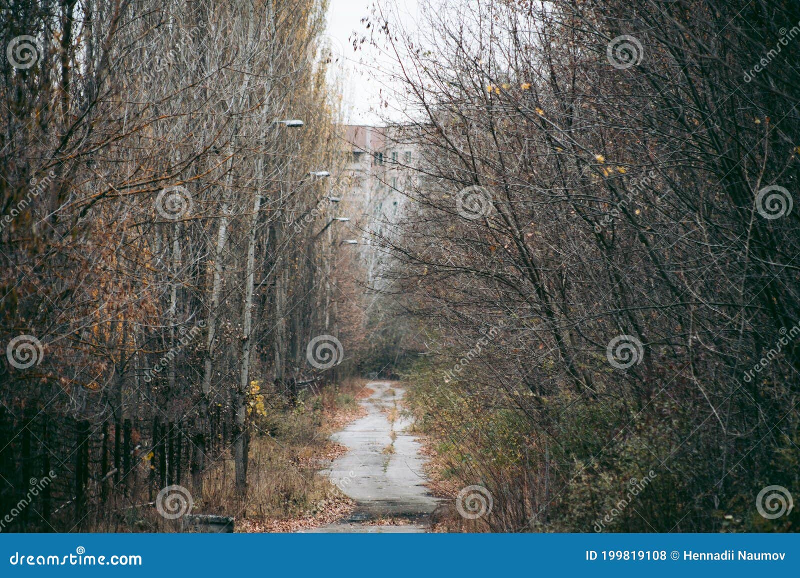 Autumn Forest in Pripyat in Chernobyl Stock Photo - Image of ecology ...