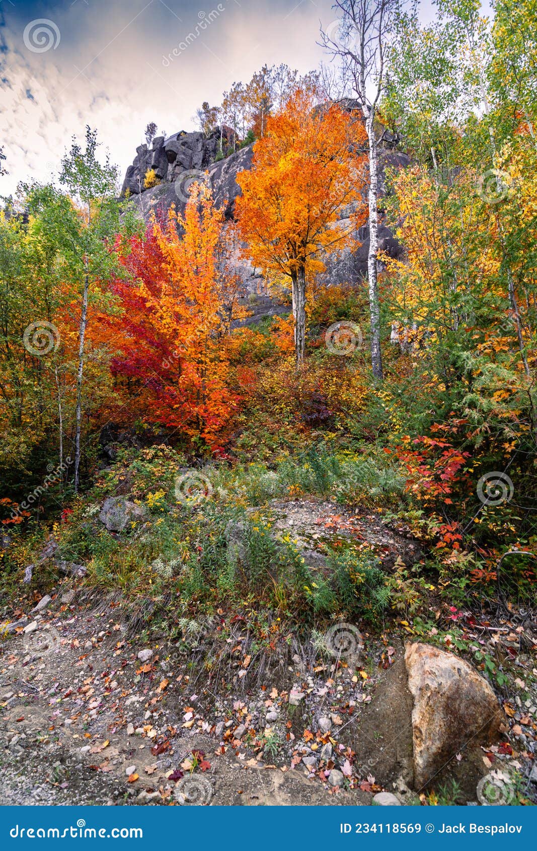 Autumn Forest in the Province of Quebec Stock Image - Image of bright ...