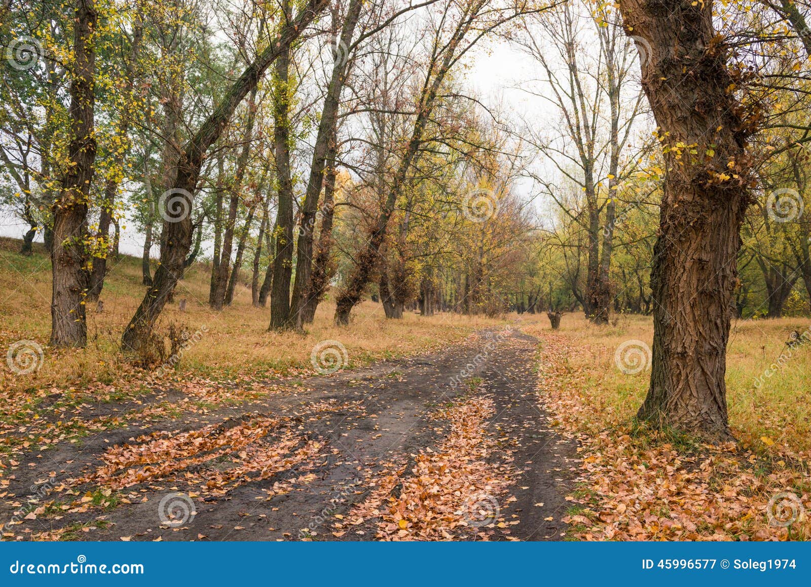 Autumn forest after rain stock image. Image of branches - 45996577