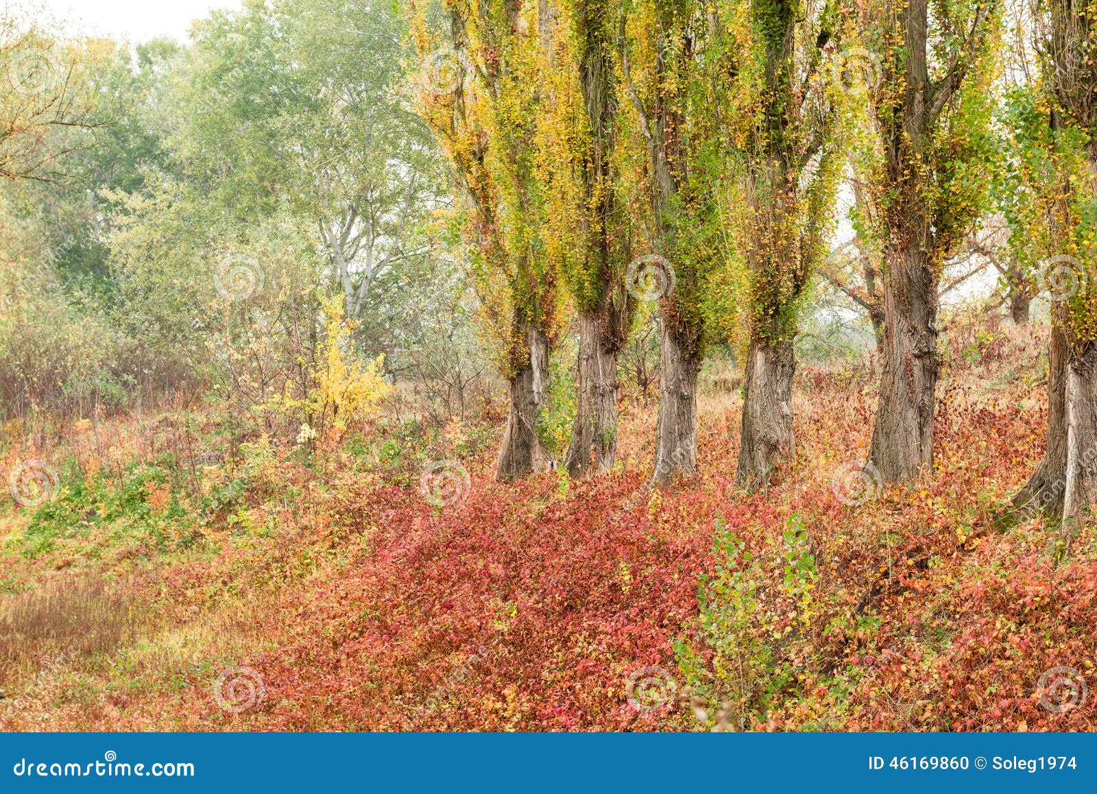 Autumn Forest after the Rain Stock Photo - Image of land, wild: 46169860