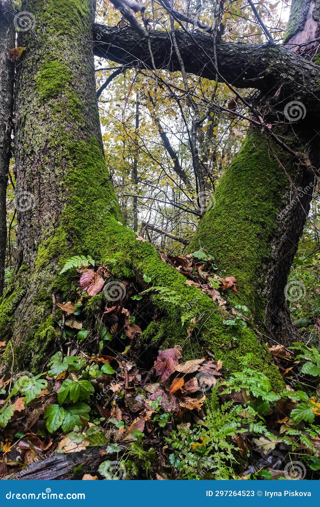 Autumn Forest after Rain, Fallen Leaves and Green Moss Stock Image ...