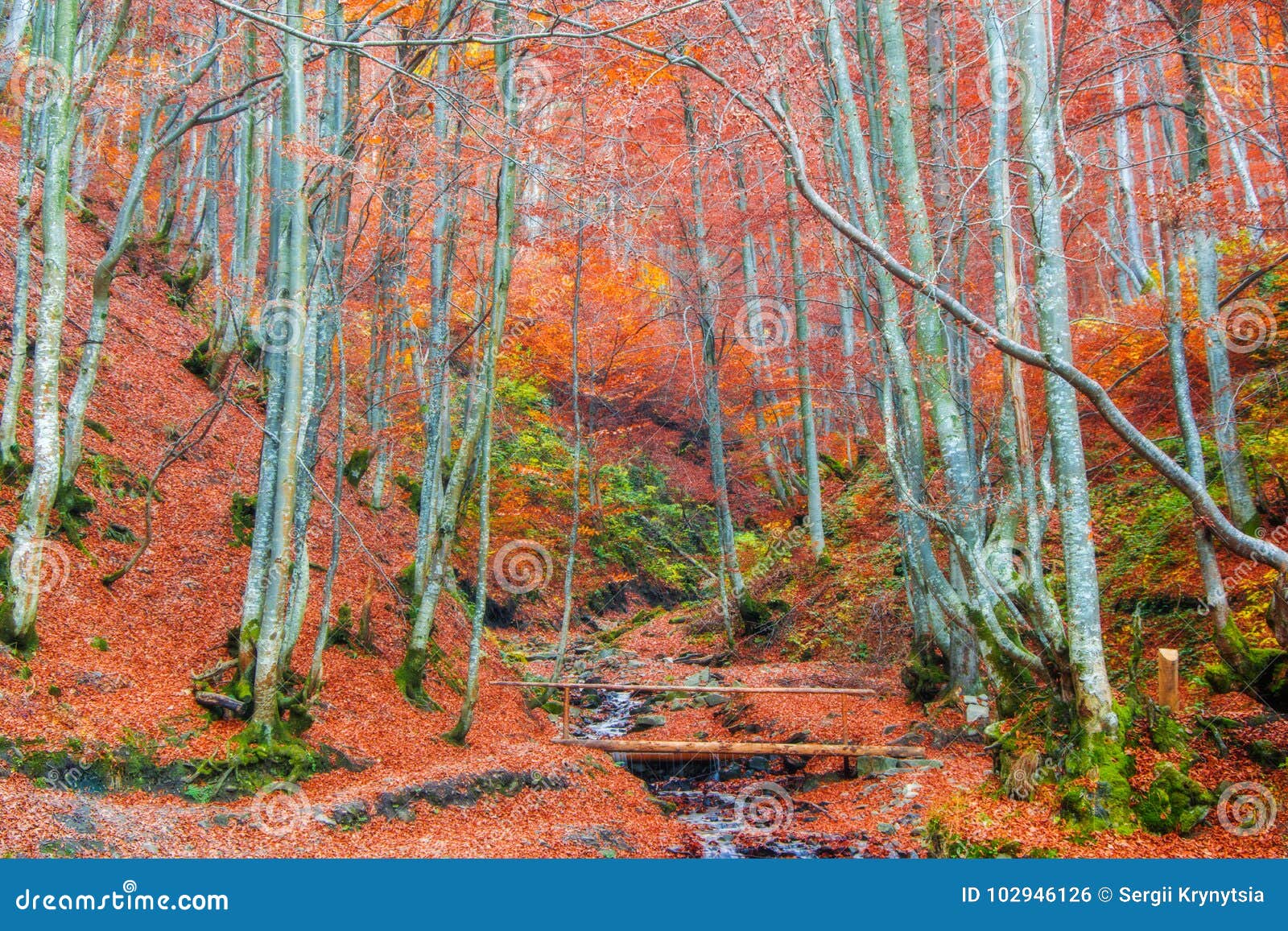 Autumn Forest with Red Beech Trees Stock Photo - Image of beam, forest ...