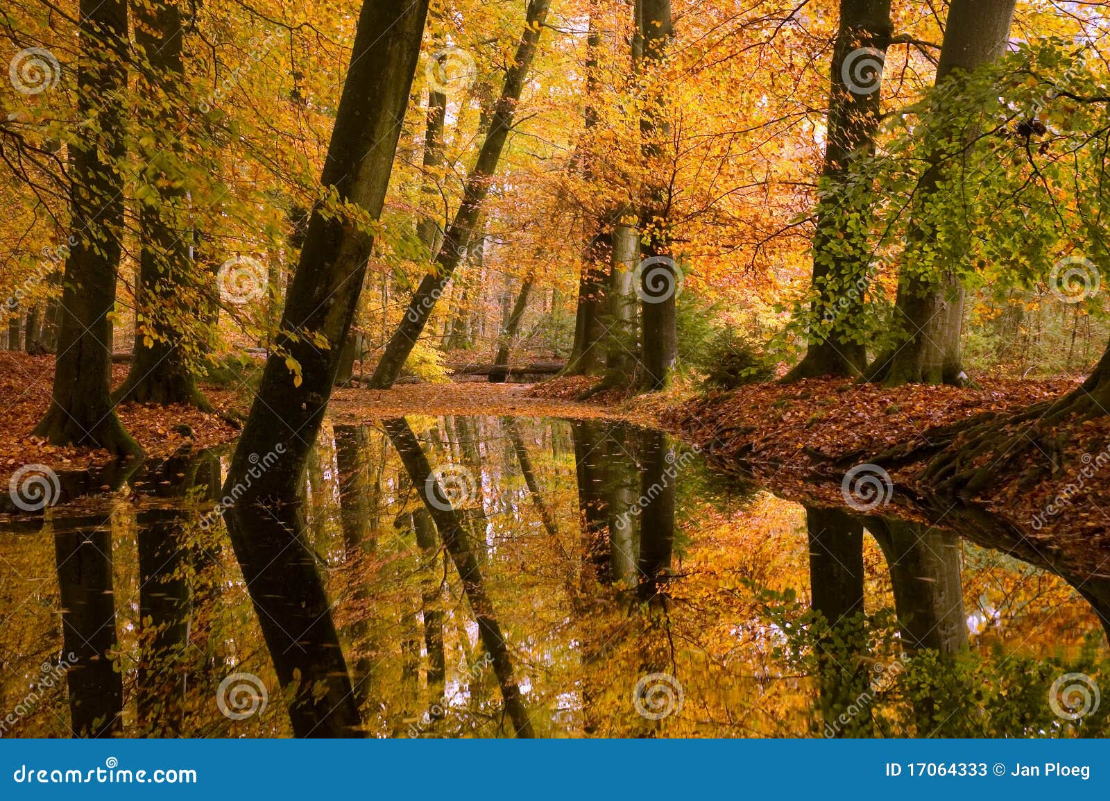 Autumn Forest Reflected in a Stream Stock Image - Image of colour ...