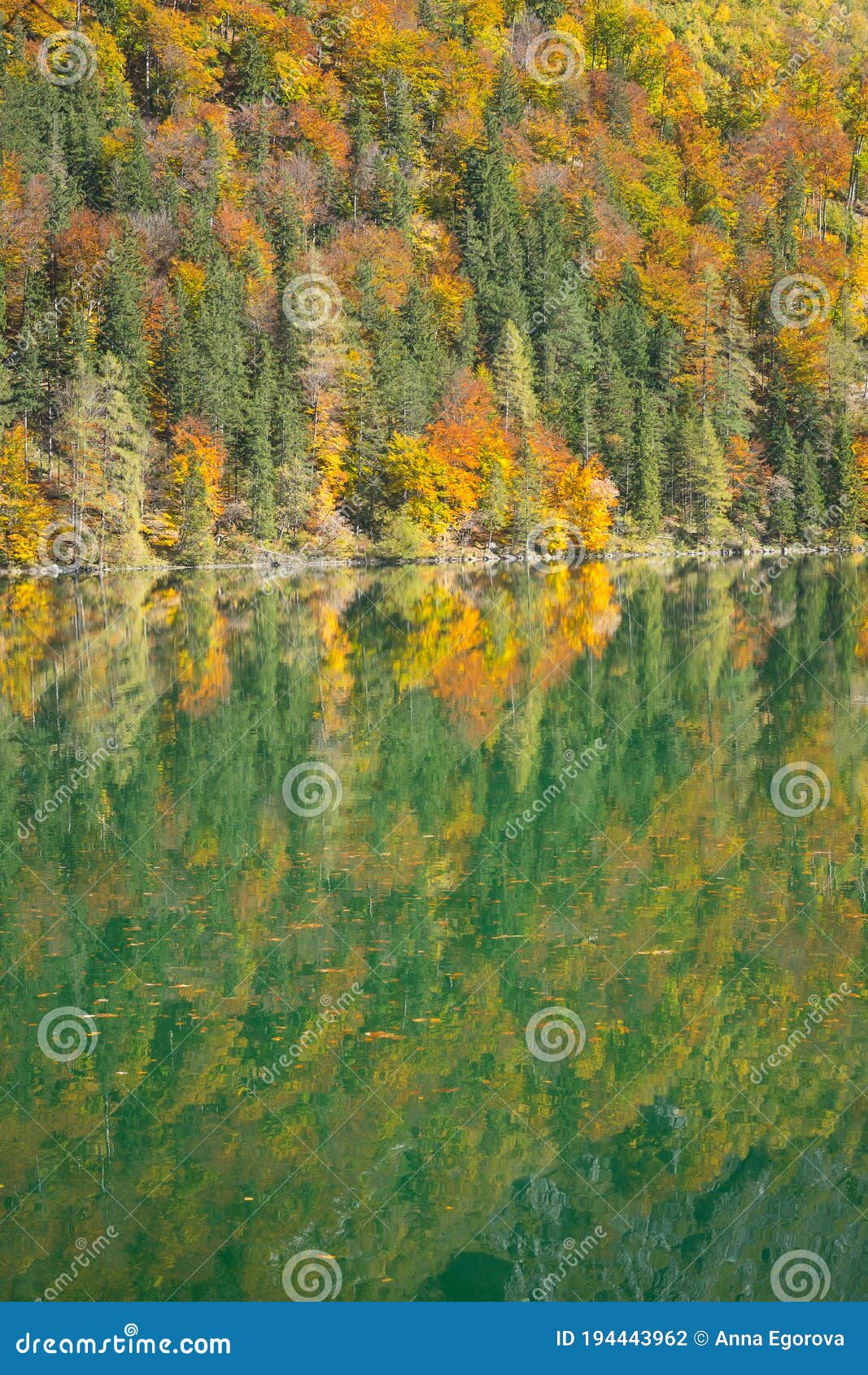 Autumn Forest and Reflection in a Mountain Lake Stock Photo - Image of ...