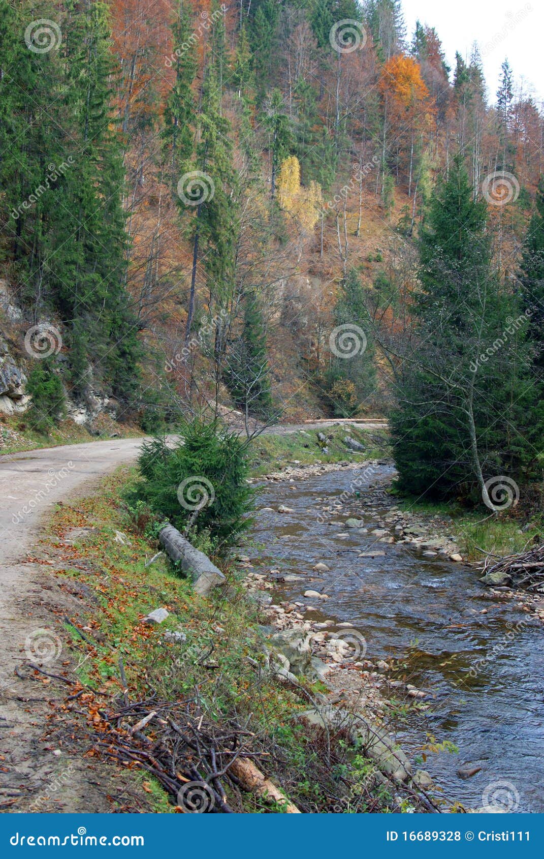 Autumn forest and river stock photo. Image of green, conservation ...