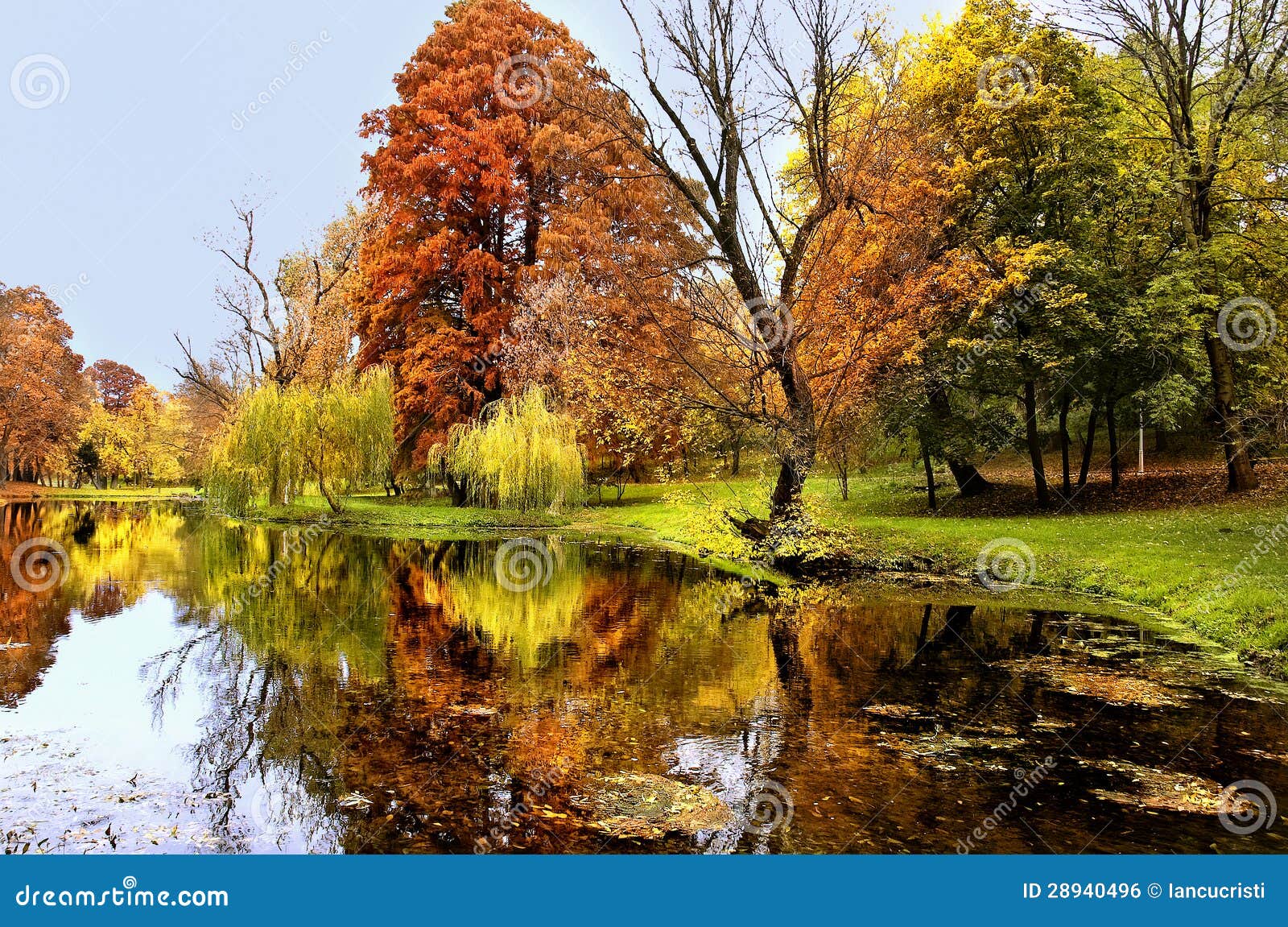 Autumn Forest and River. Daylight in the Woods Stock Photo - Image of ...