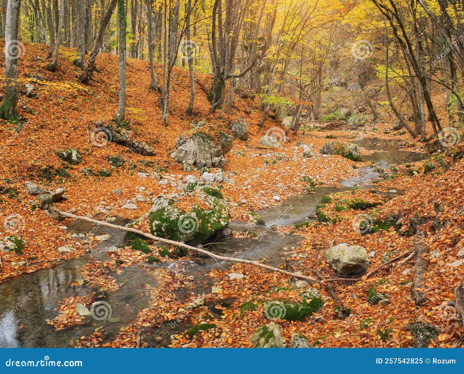 Autumn in Forest and River Flow Stock Image - Image of flow, outdoor ...