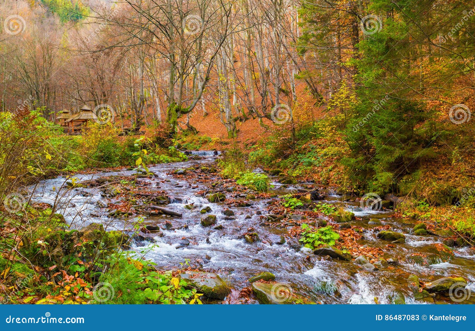 Autumn forest with river stock image. Image of background - 86487083
