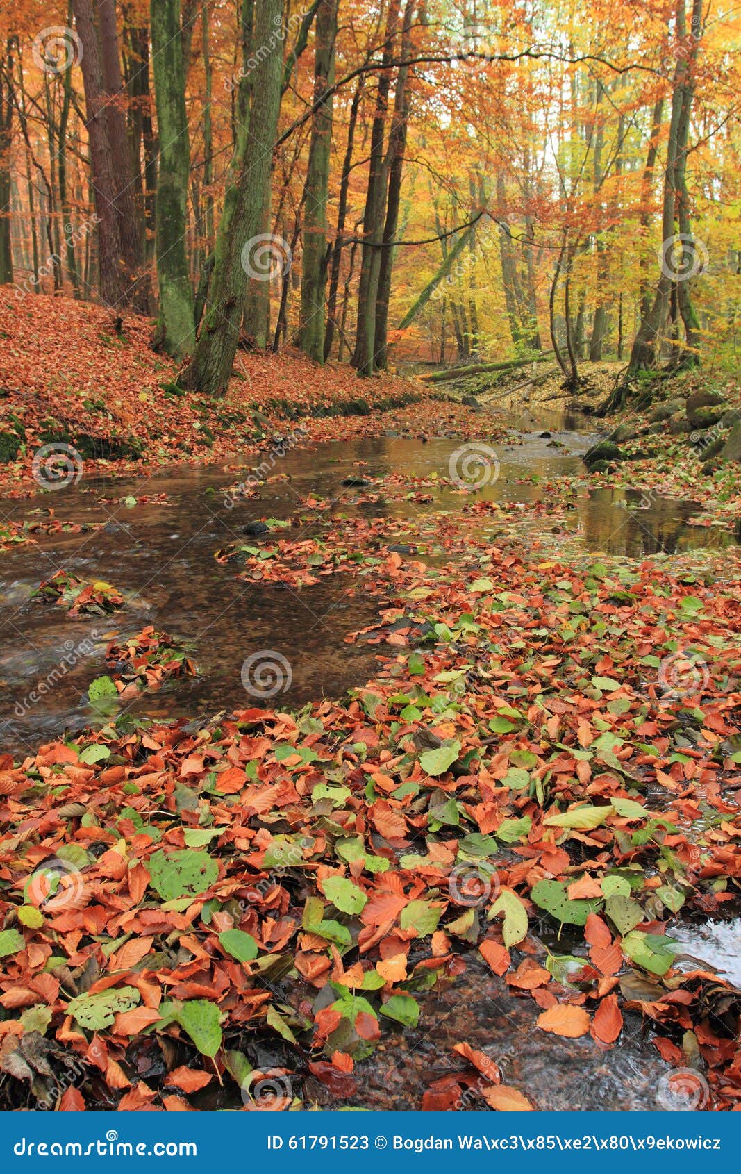 Autumn in Forest with River Stock Image - Image of poland, light: 61791523