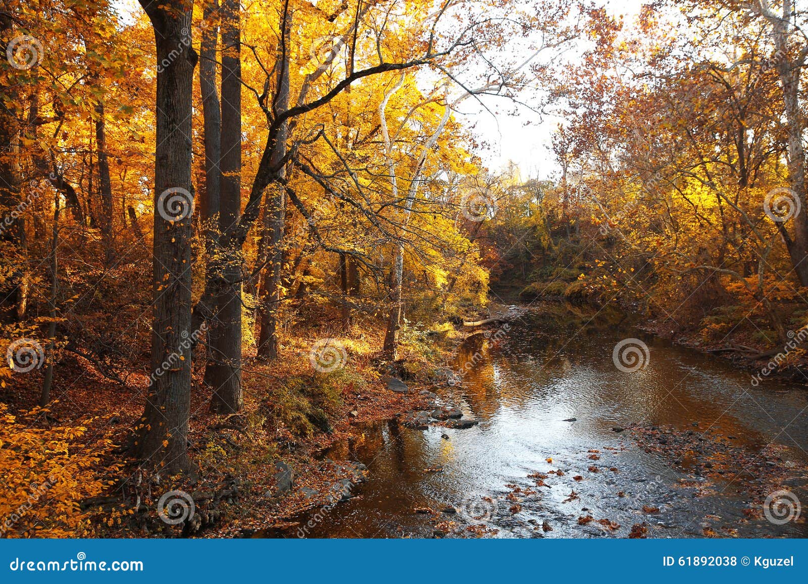 Autumn forest with river stock photo. Image of fall, autumn - 61892038
