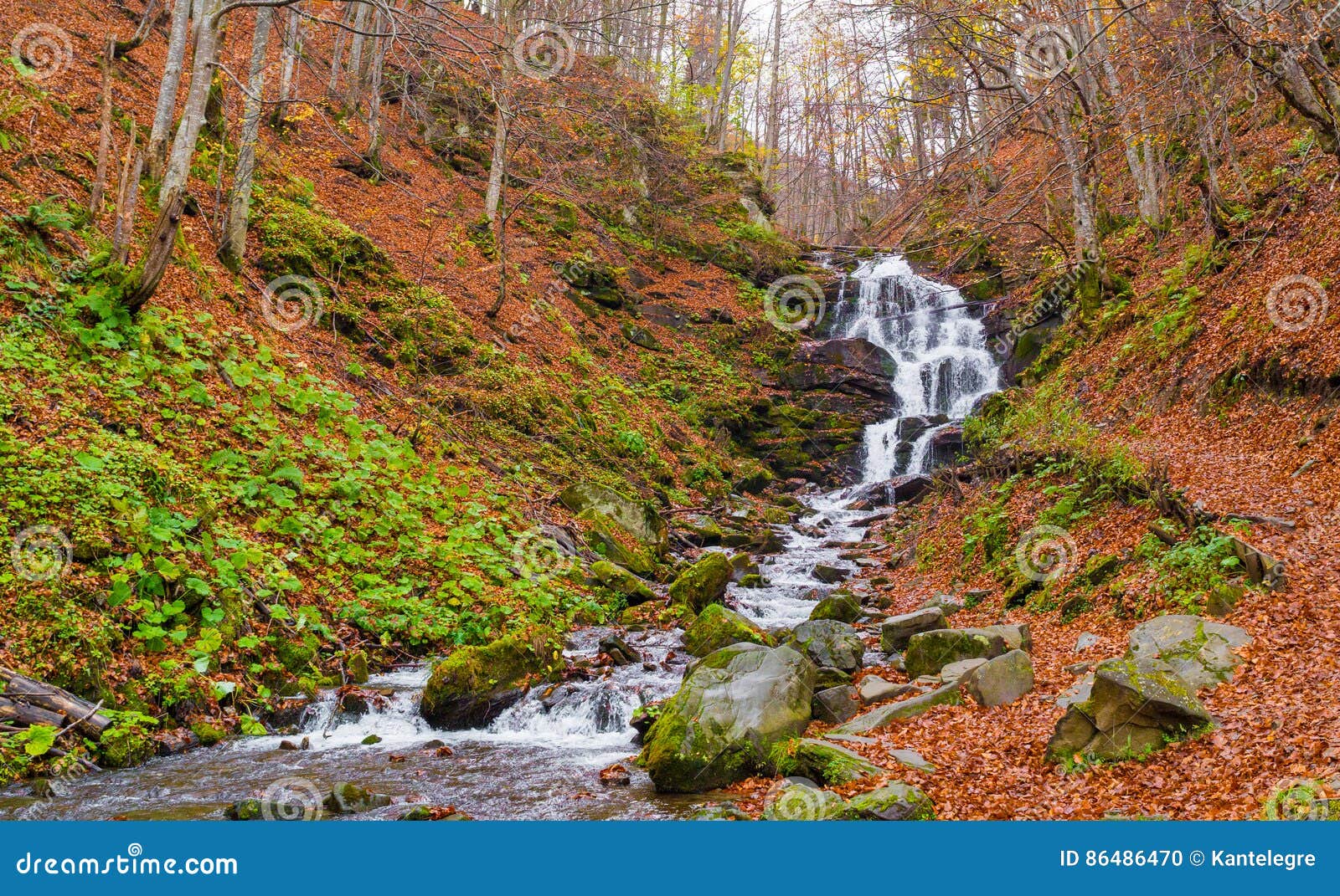 Autumn Forest with River and Waterfall Stock Photo - Image of tree ...