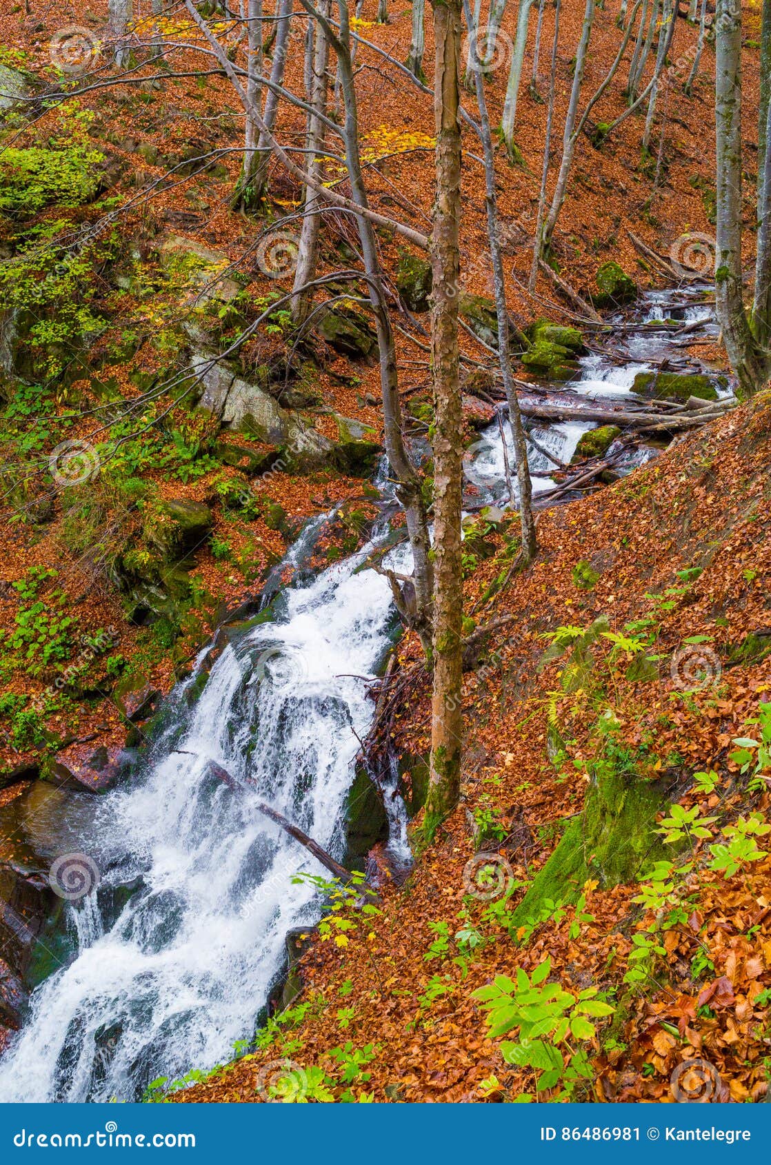 Autumn Forest with River and Waterfall Stock Image - Image of tree ...