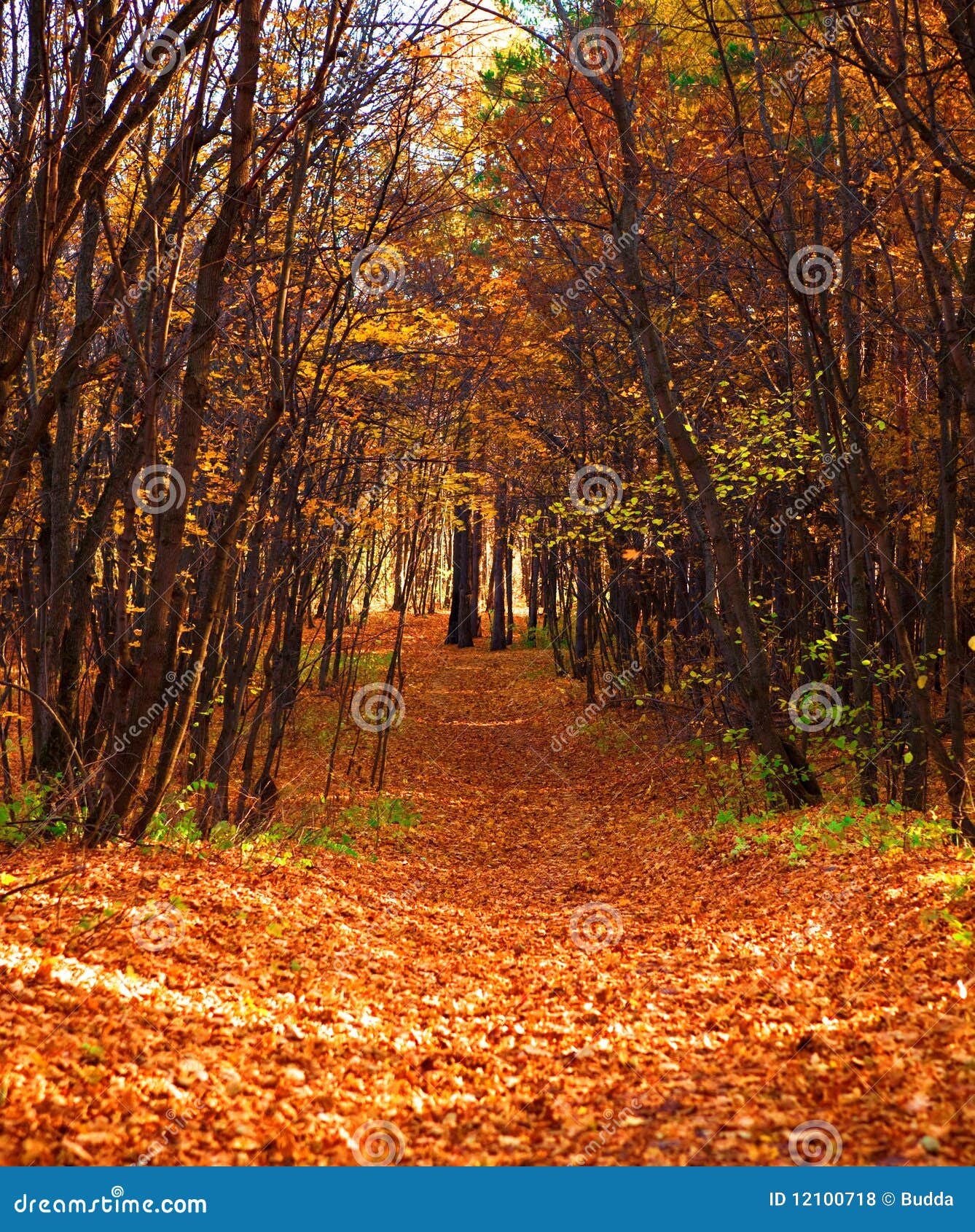 Autumn forest road stock photo. Image of nature, tranquil - 12100718