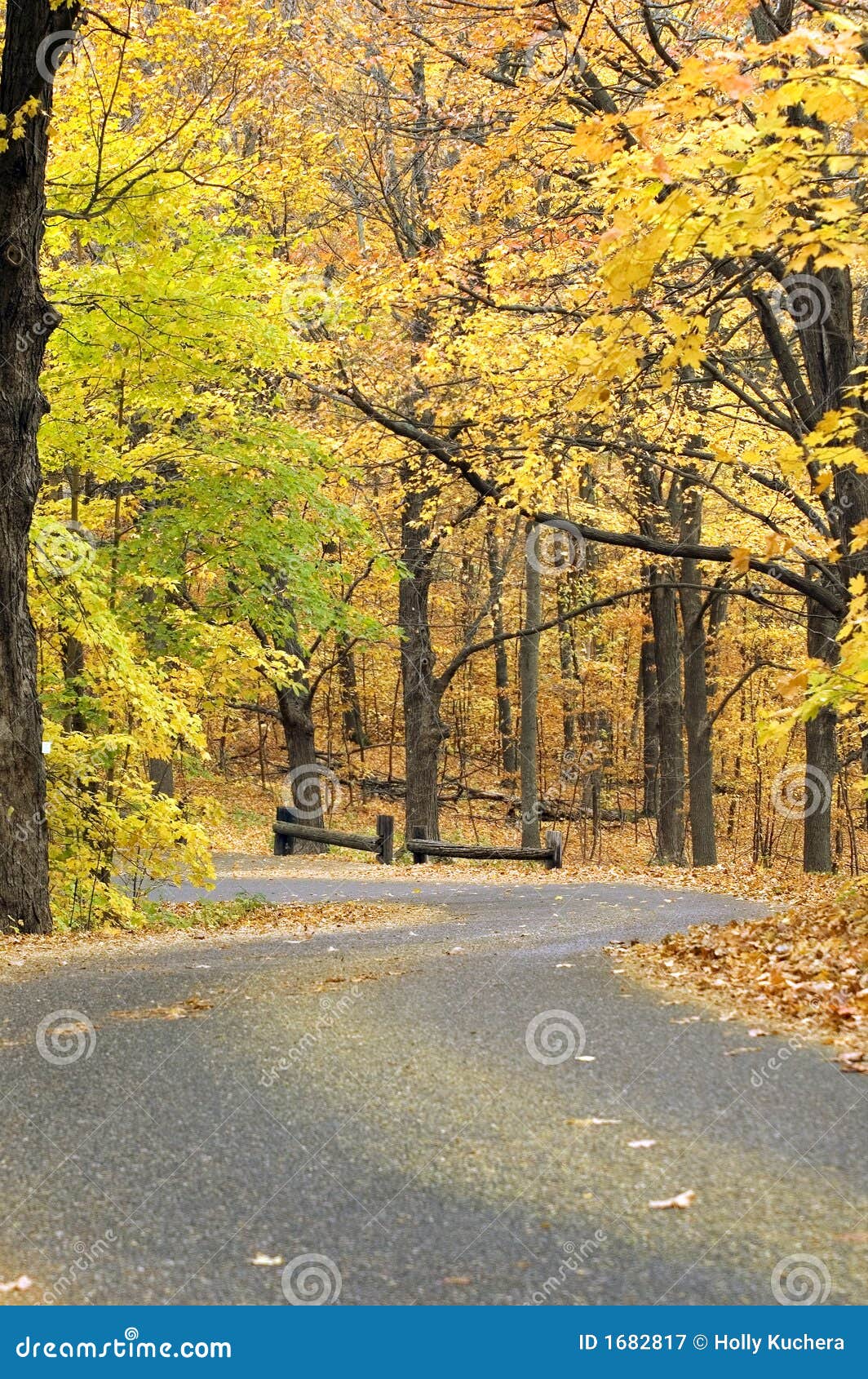 Autumn forest road stock image. Image of foliage, roadway - 1682817