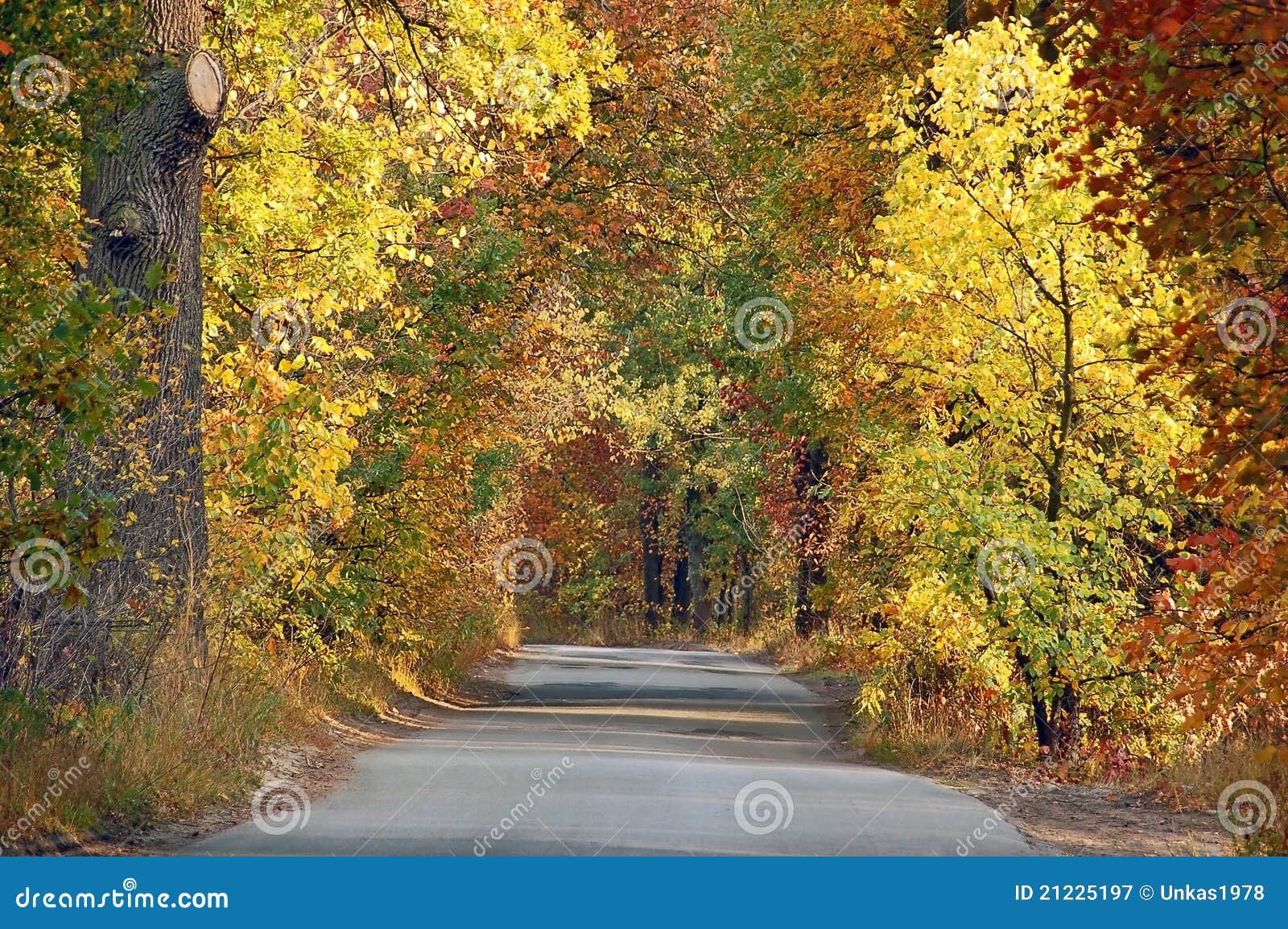 Autumn forest road stock image. Image of forest, october - 21225197