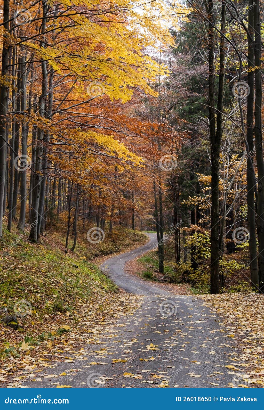 Autumn forest road stock photo. Image of colors, colored - 26018650